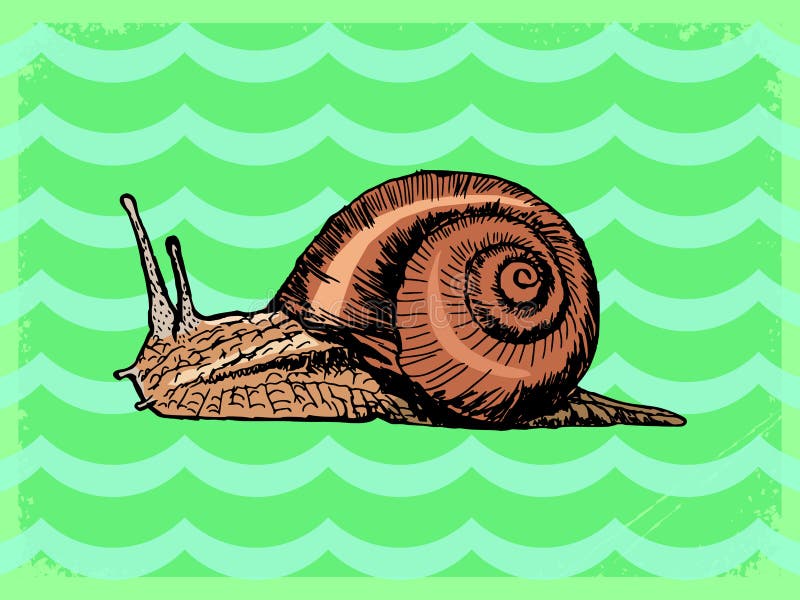 Snail stock vector. Illustration of background, icon - 35672356