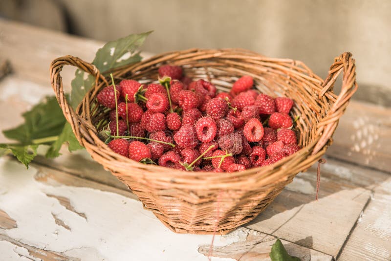 Vintage Basket with Raspberries Stock Photo - Image of nature, green ...