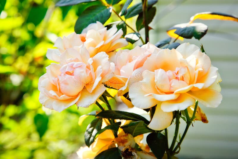 Vintage Beige Roses Blooming among the Green Leaves Stock Photo - Image ...