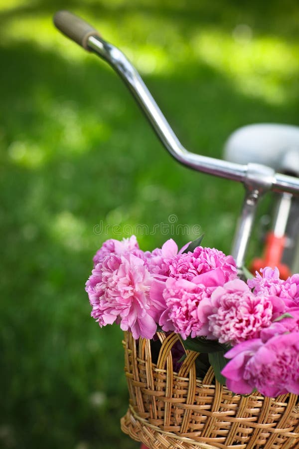 Vintage Bicycle with Basket with Peony Flowers Stock Photo - Image of ...