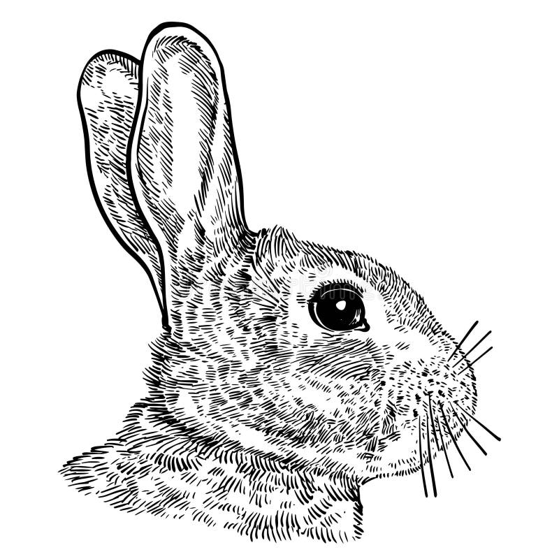 Vintage Black and White Drawing of a Bunny Stock Vector - Illustration ...