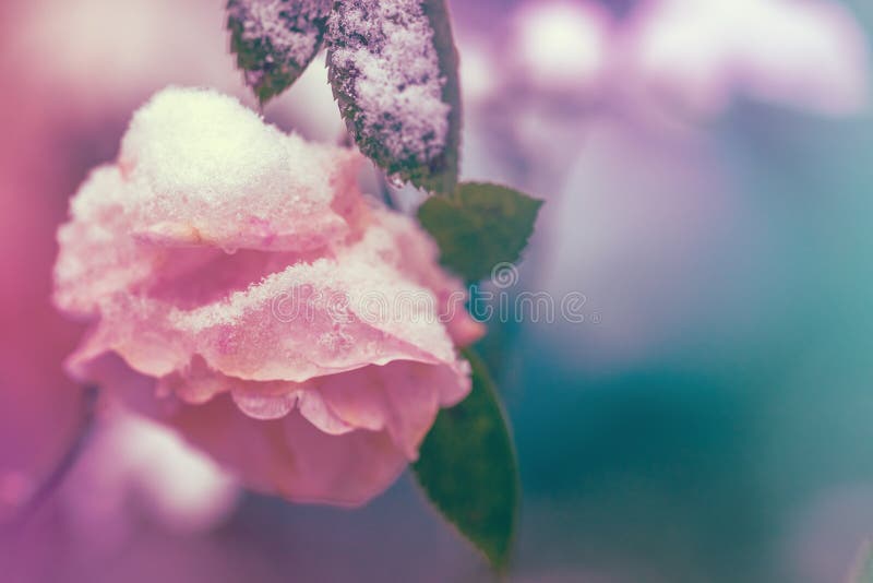 Vintage Blooming Pink Rose Covered with the Snow Stock Photo - Image of ...