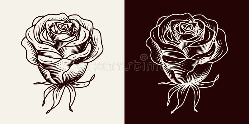 Vintage Blooming Rose. Engraving Style Stock Vector - Illustration of ...