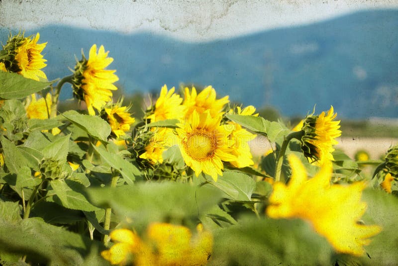 Vintage Blooming Sunflower Field Stock Image - Image of landscape ...