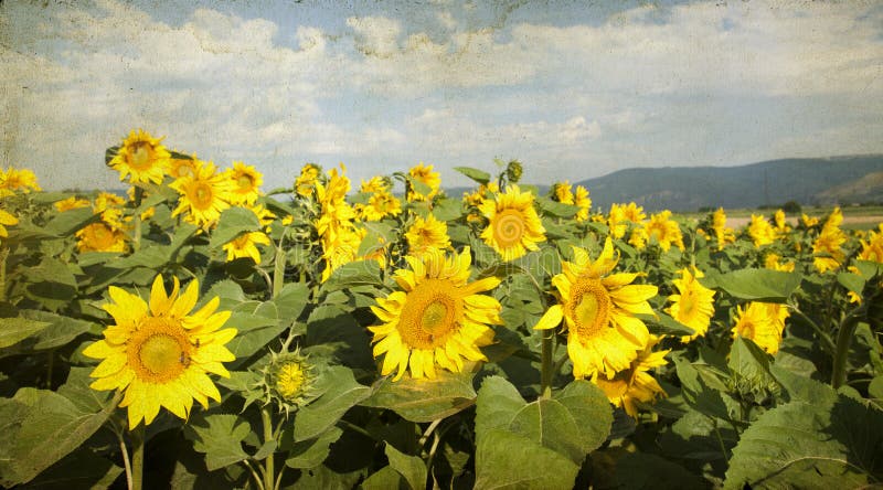 Vintage Blooming Sunflower Field Stock Photo - Image of blossom, petal ...