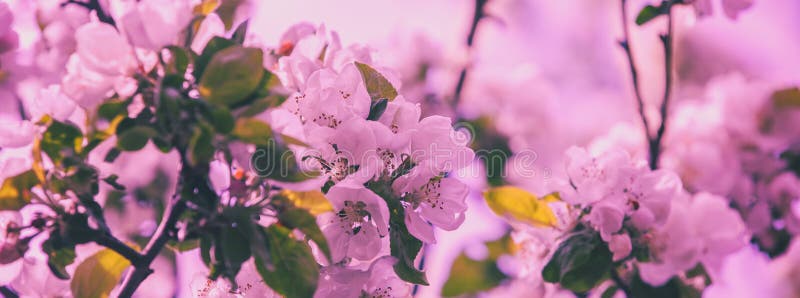 Apple Tree Branches with Flowers. Horizontal Banner Stock Photo - Image ...