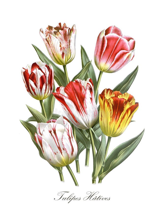 Vintage Botanical Illustration of Various Tulips Stock Illustration ...