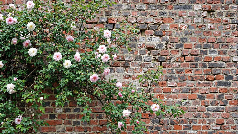 Vintage Brick Wall with Climbing Roses Pink and White Blossoms Stock ...