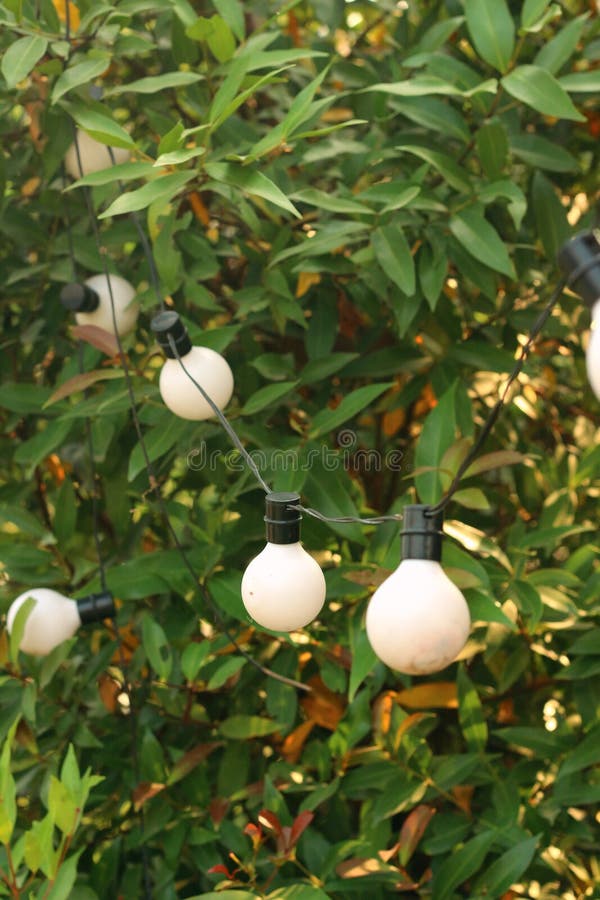 Vintage Bulbs Hanging on the Tree at the Park Stock Image - Image of ...