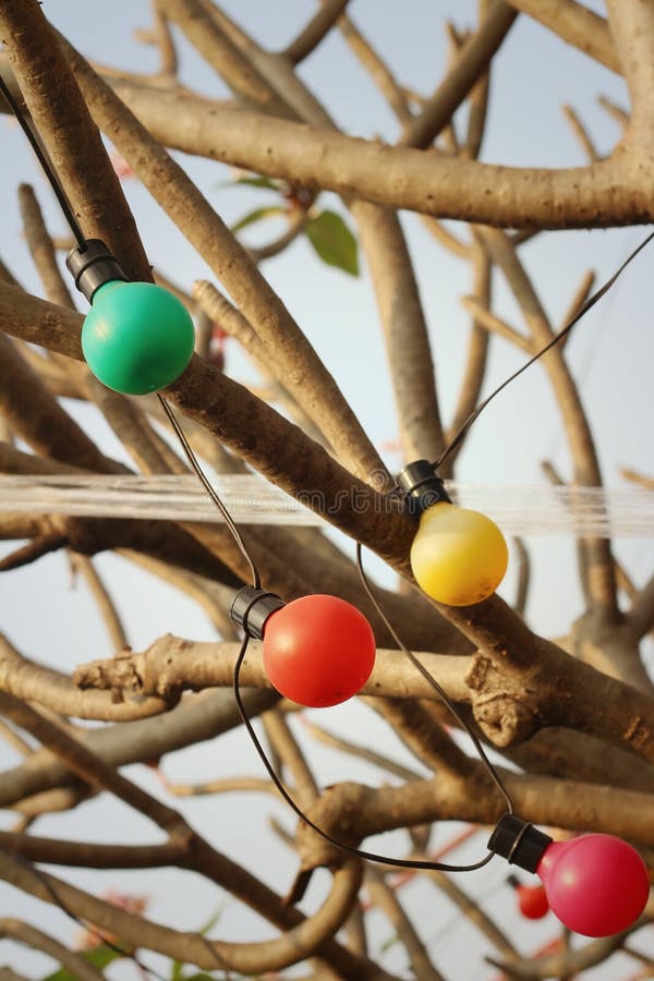 Vintage Bulbs Hanging on the Tree at the Park Stock Photo - Image of ...