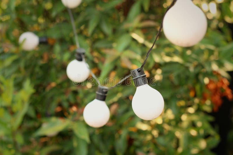 Vintage Bulbs Hanging on the Tree at the Park Stock Photo - Image of ...