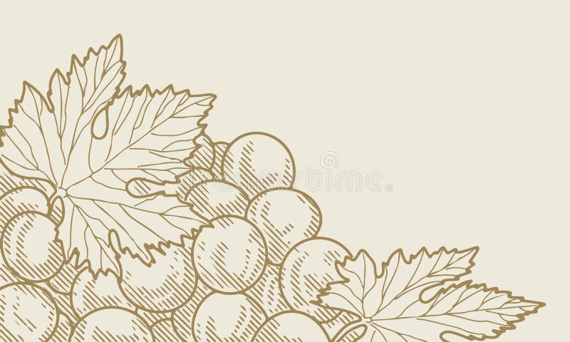 Vintage bunch of grapes. stock vector. Illustration of retro - 237088511