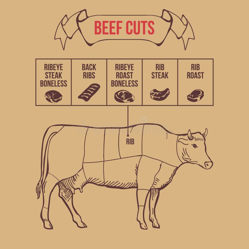 Vintage Butcher Cuts of Beef Scheme Vector Stock Vector - Illustration ...