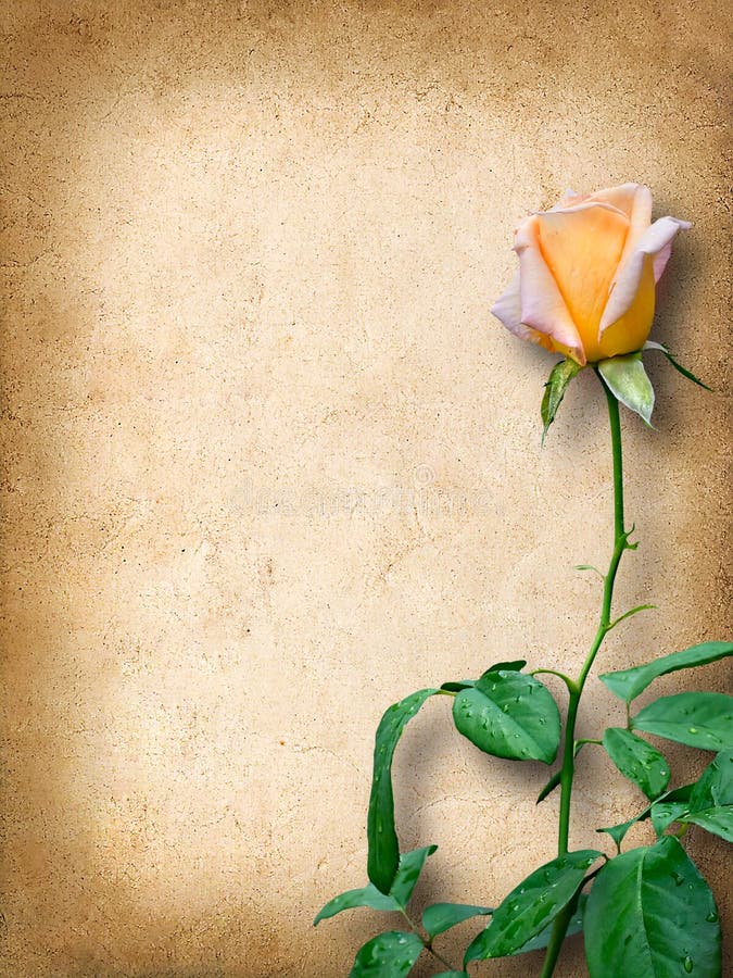 Vintage Card for Congratulations with Yellow Roses Stock Image - Image ...