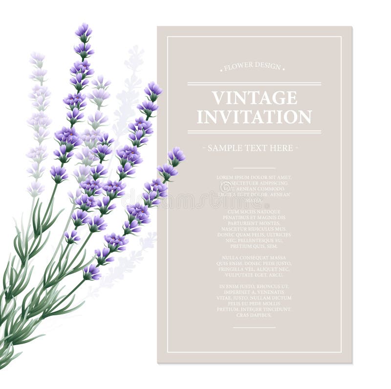The lavender elegant card. stock vector. Illustration of package - 66724969