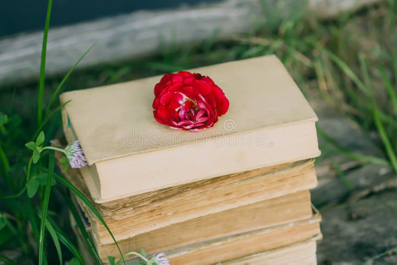 Vintage Card with Stack of Old Books and Rose Flower Outdoors Stock ...