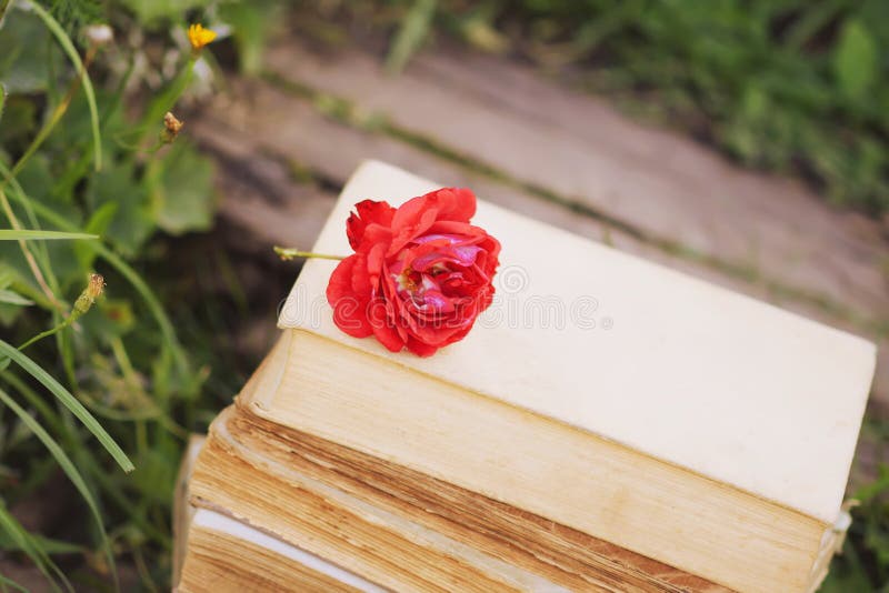 Vintage Card with Stack of Old Books and Rose Flower Outdoors Stock ...