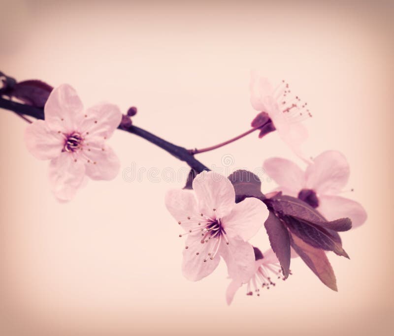 Vintage cherry blossom stock image. Image of light, cherry - 29614667