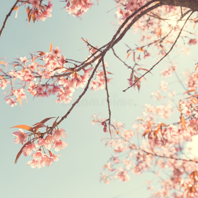 Vintage Cherry Blossom - Sakura Flower. Stock Photo - Image of chic ...