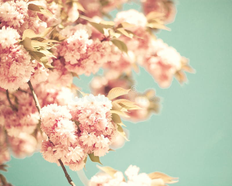 Vintage cherry blossoms stock image. Image of blossoms - 92503569