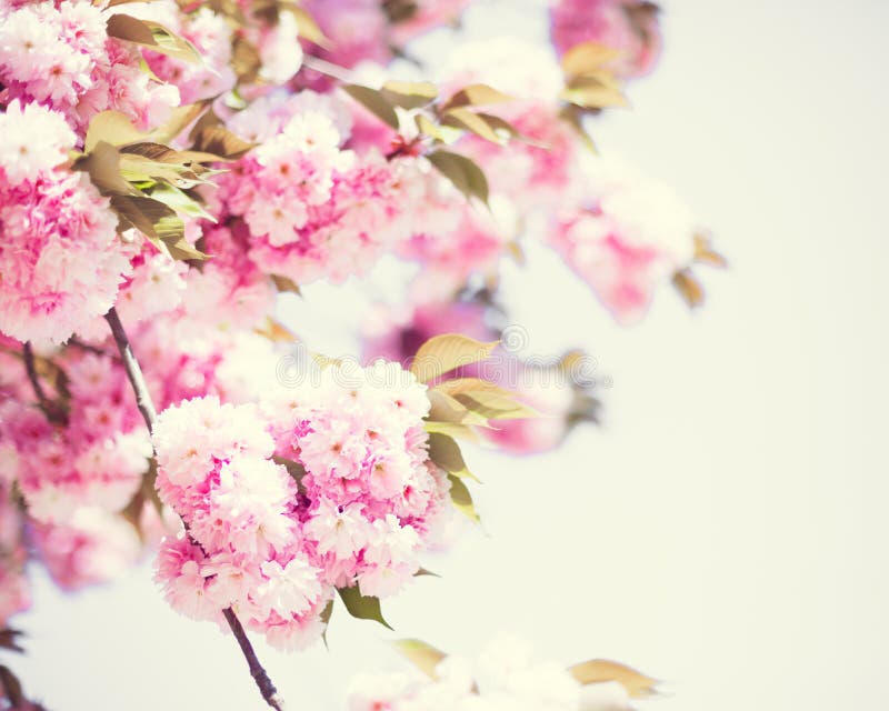 Vintage cherry blossoms stock photo. Image of colorful - 92503586