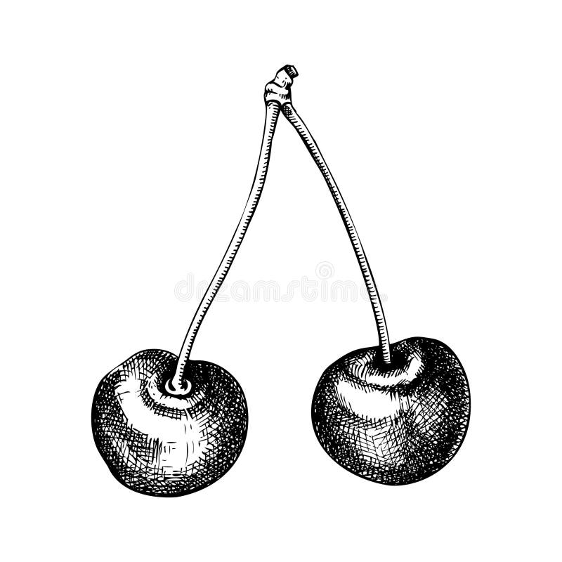 Vintage Cherry Sketch. Hand-drawn Vector Illustration. Summer Berry ...