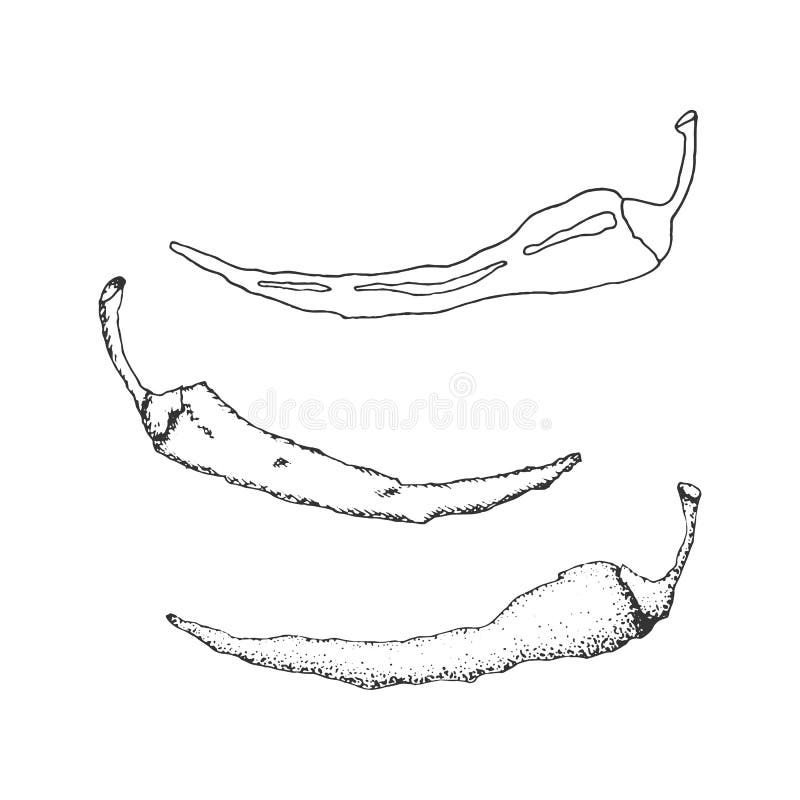 Vintage chili peppers stock vector. Illustration of heat - 83872677