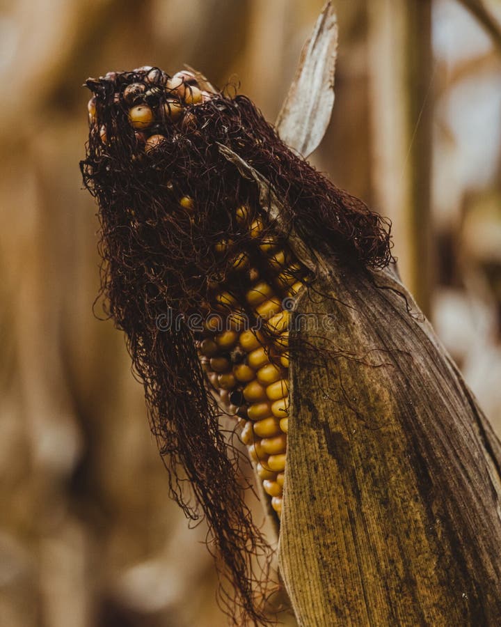Vintage Close Up of Old Corncob Stock Image - Image of hairy, wooden ...