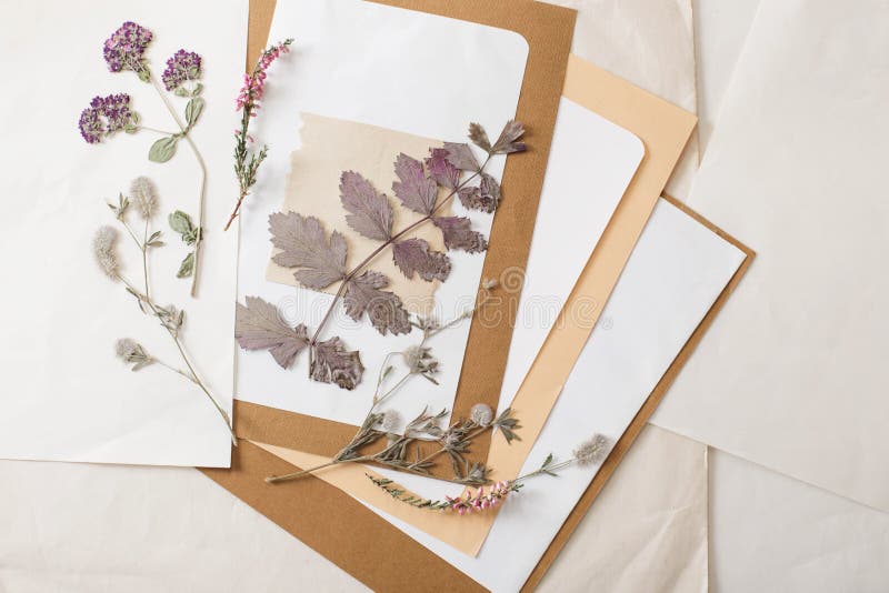 Vintage Composition of Dried Plants and Old Sheets of Paper Stock Photo ...