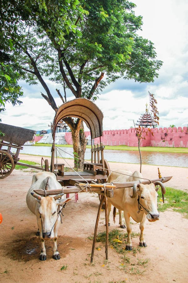 Vintage cow cart stock image. Image of dusty, cloud, burma - 66923365