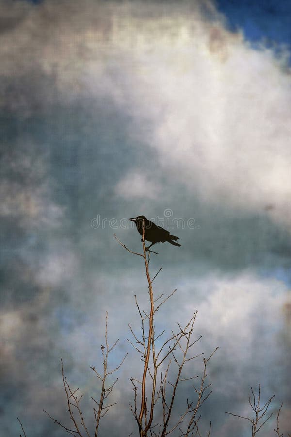 Vintage Crow Perched on a Tree Stock Image - Image of bird, stained ...