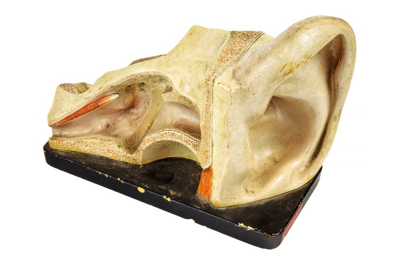 Vintage Education Model Of A Human Ear Stock Image - Image of anatomy ...