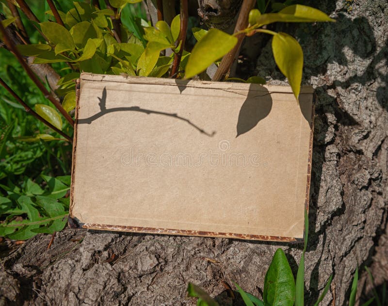 Vintage Empty Paper Lies on the Tree Bark Texture Stock Image - Image ...