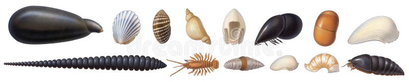 Vintage Engraved Illustration of Seashells and Crustaceans Stock ...