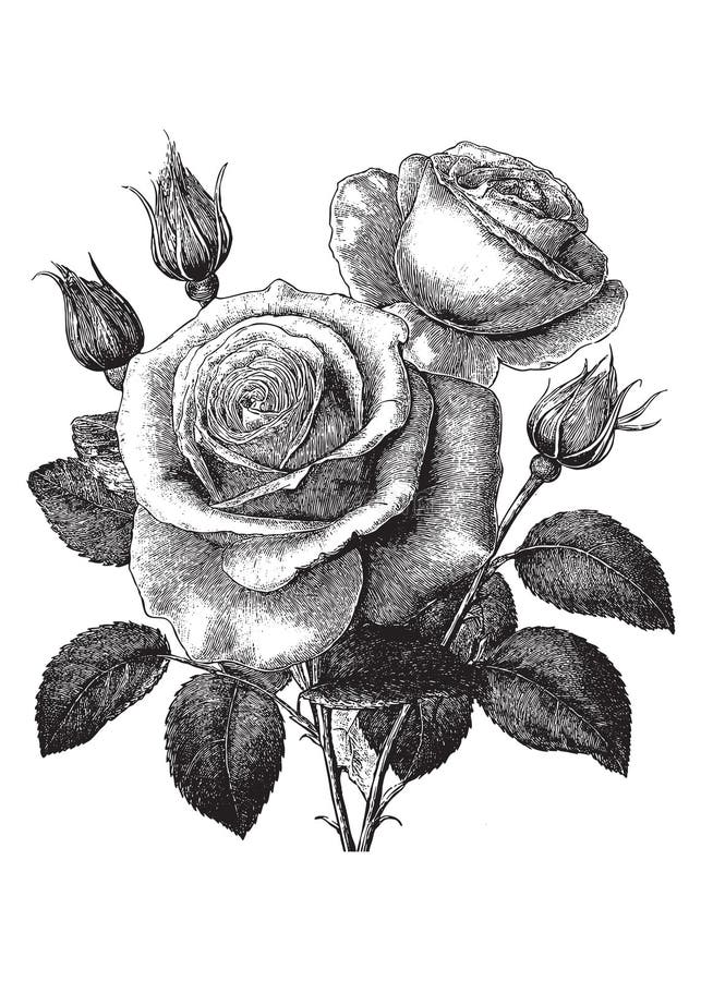 Vintage Engraving of Bouquet of Roses Stock Vector - Illustration of ...