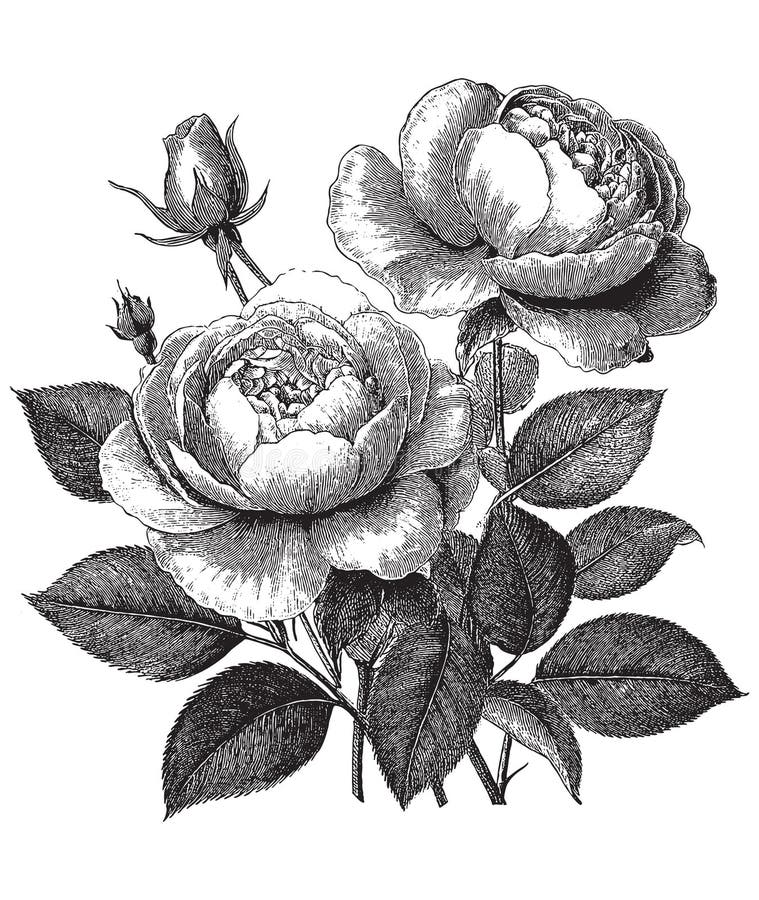 Vintage Engraving of Bouquet of Roses Editorial Stock Image ...