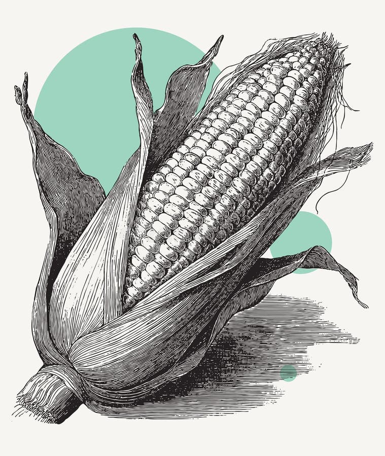 Vintage Engraving of Bunch of Maize Stock Vector - Illustration of ...