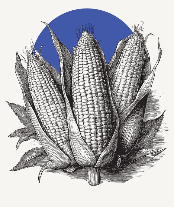 Vintage Engraving of Bunch of Maize Stock Vector - Illustration of ...