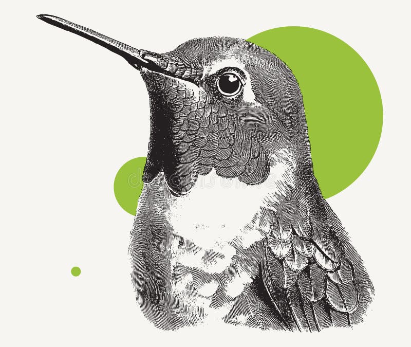 Vintage Engraving of a Hummingbird Stock Vector - Illustration of ...