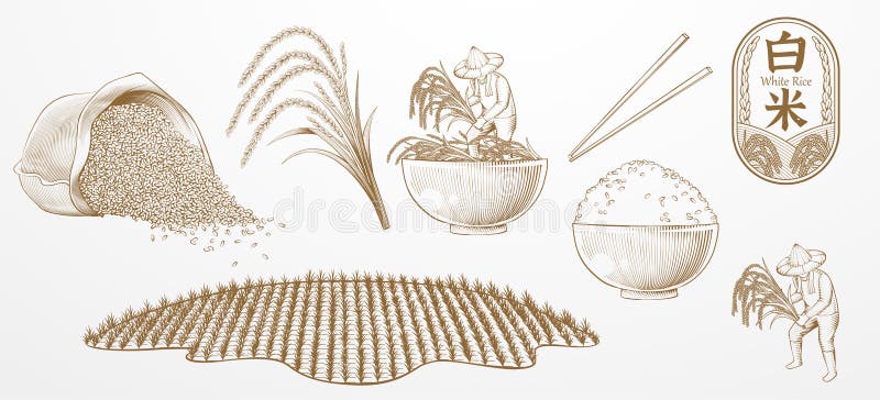 Vintage Engraving Rice Elements Stock Vector - Illustration of paddy ...