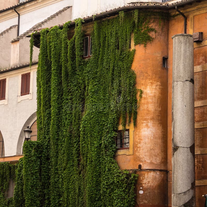 Vintage Facade Overgrown with Ivy Stock Image - Image of facade ...