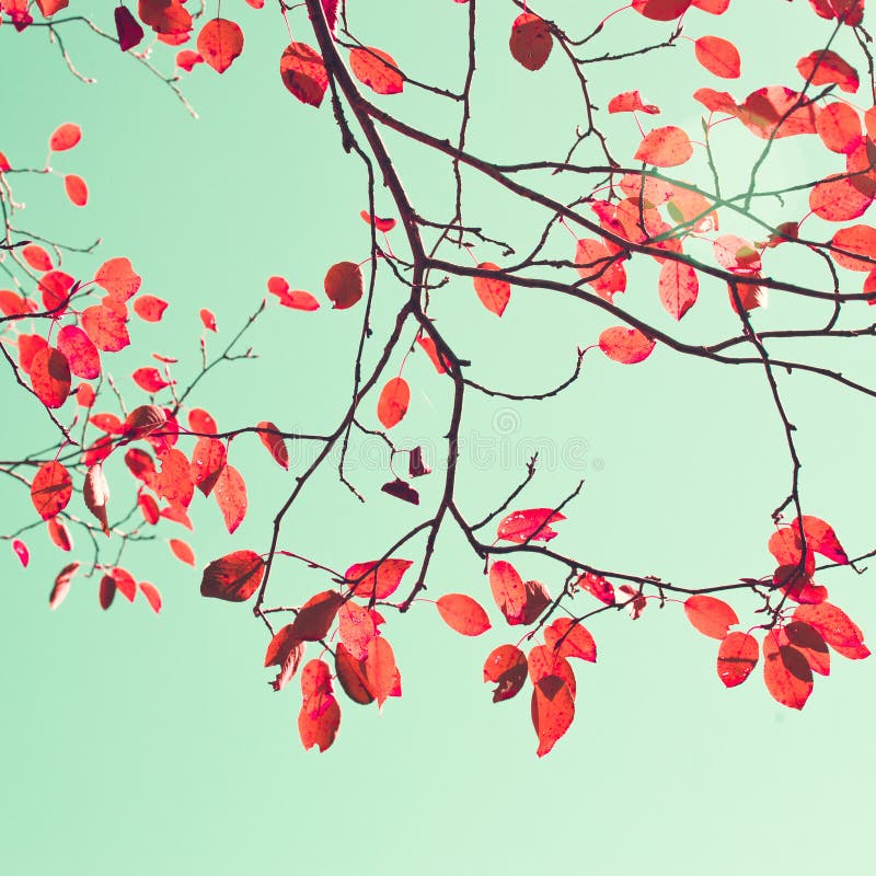 Vintage fall foliage stock image. Image of copy, creek - 79443775