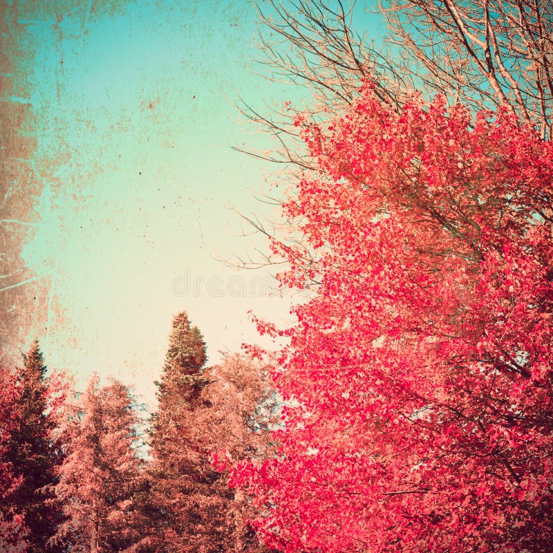 Vintage fall foliage stock photo. Image of afternoon - 80232526