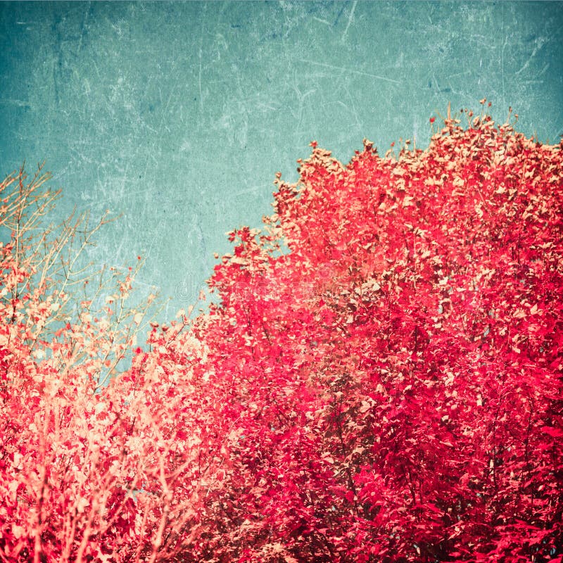 Vintage fall foliage stock image. Image of forest, colorful - 79465743