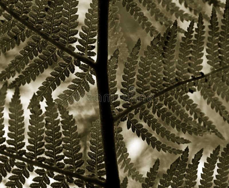 Vintage Fern Picture. Image: 595794