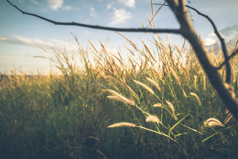 Vintage Field stock image. Image of meadow, countryside - 83957235