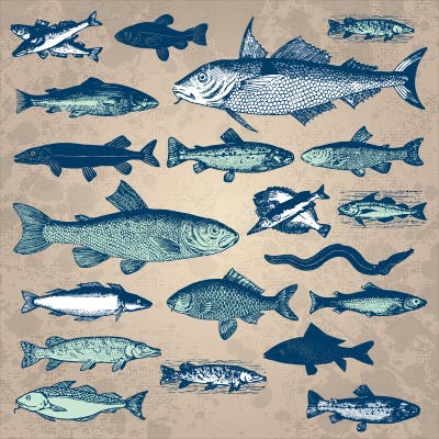 Vintage fish set (vector) stock vector. Illustration of design - 14334303