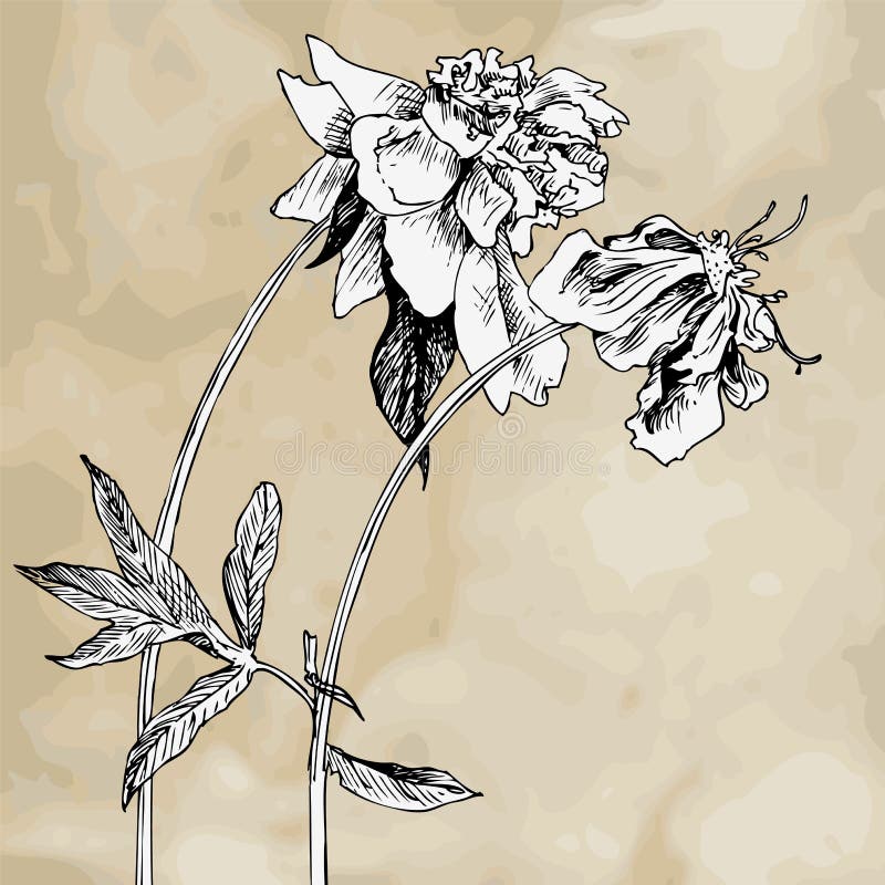 Vintage floral composition stock illustration. Illustration of pencil ...