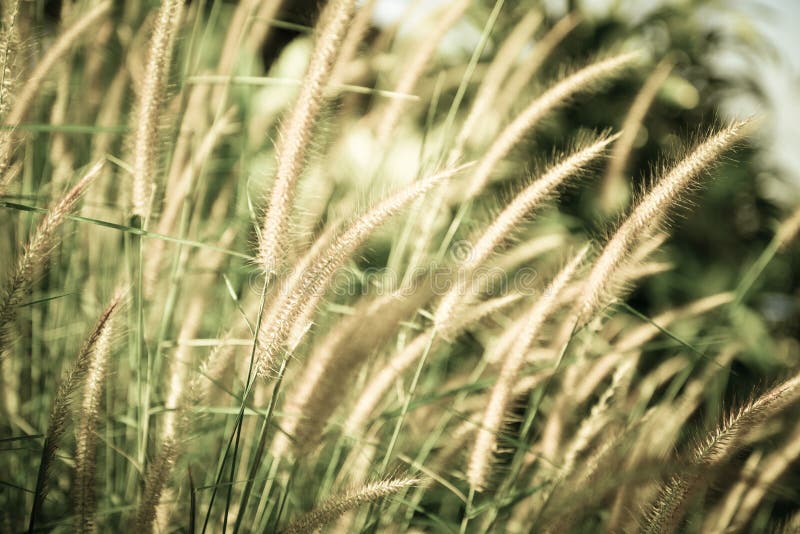 Vintage Flower Grass Background Stock Image - Image of growth, grass ...