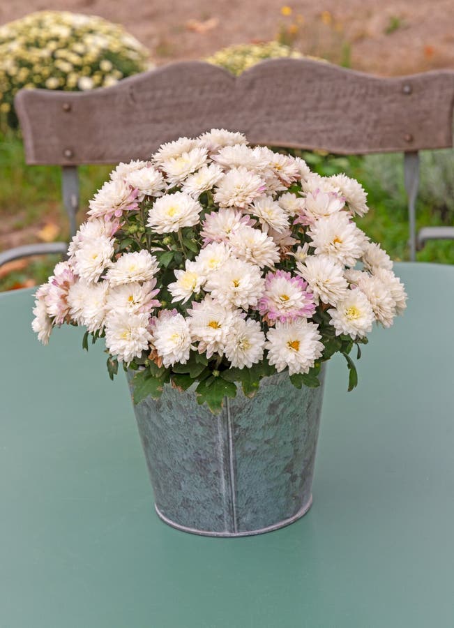 Vintage Flower Pot on a Table in the Garden Stock Image - Image of ...
